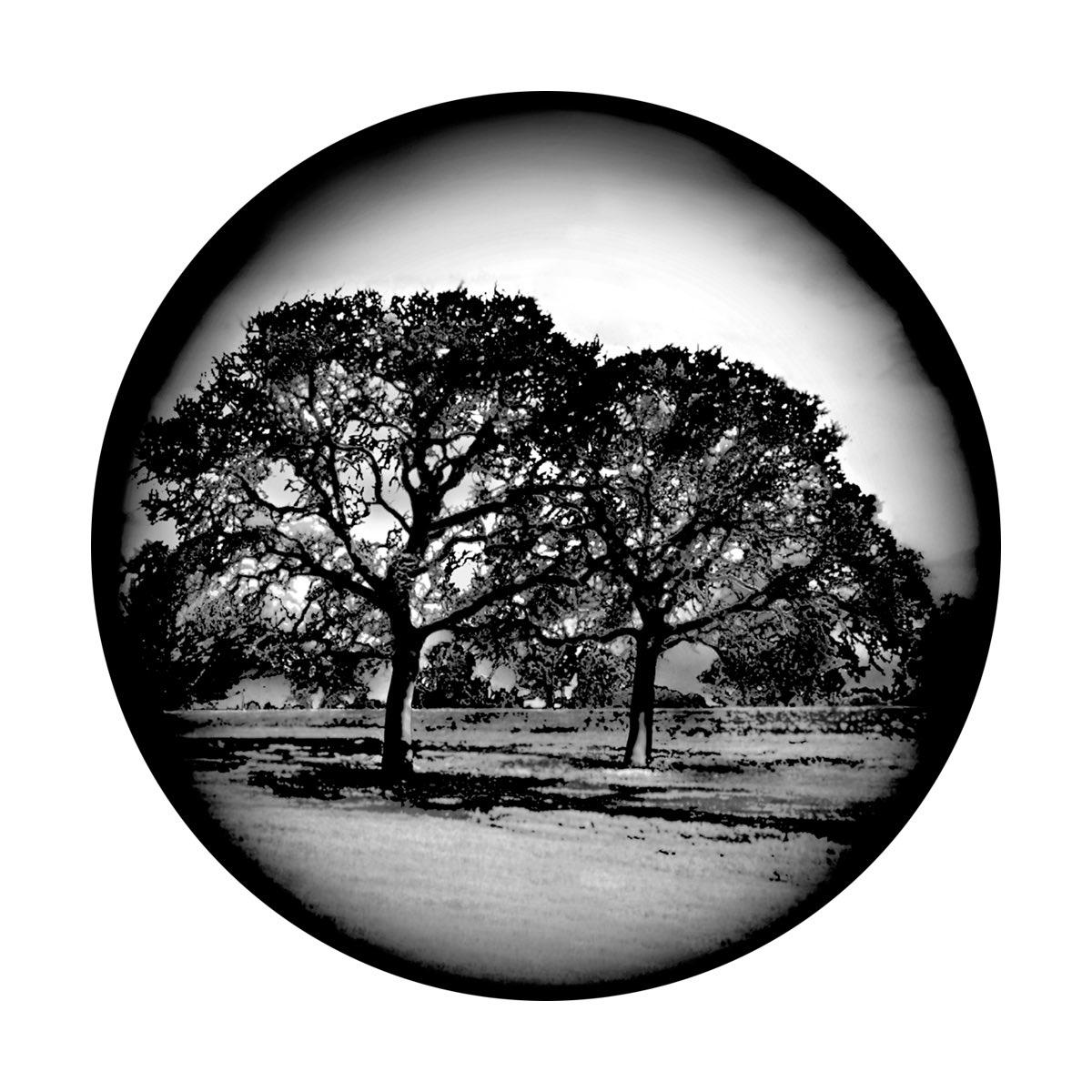 Apollo SuperRes High End Glass Gobo 1256 Trees (Apollo HE-1256)